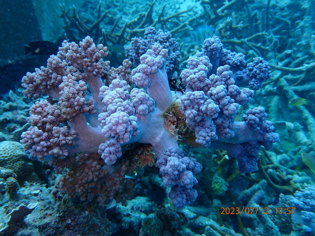 Litophyton from Hinchinbrook, QLD, Australia on July 12, 2023 at 11:57 ...