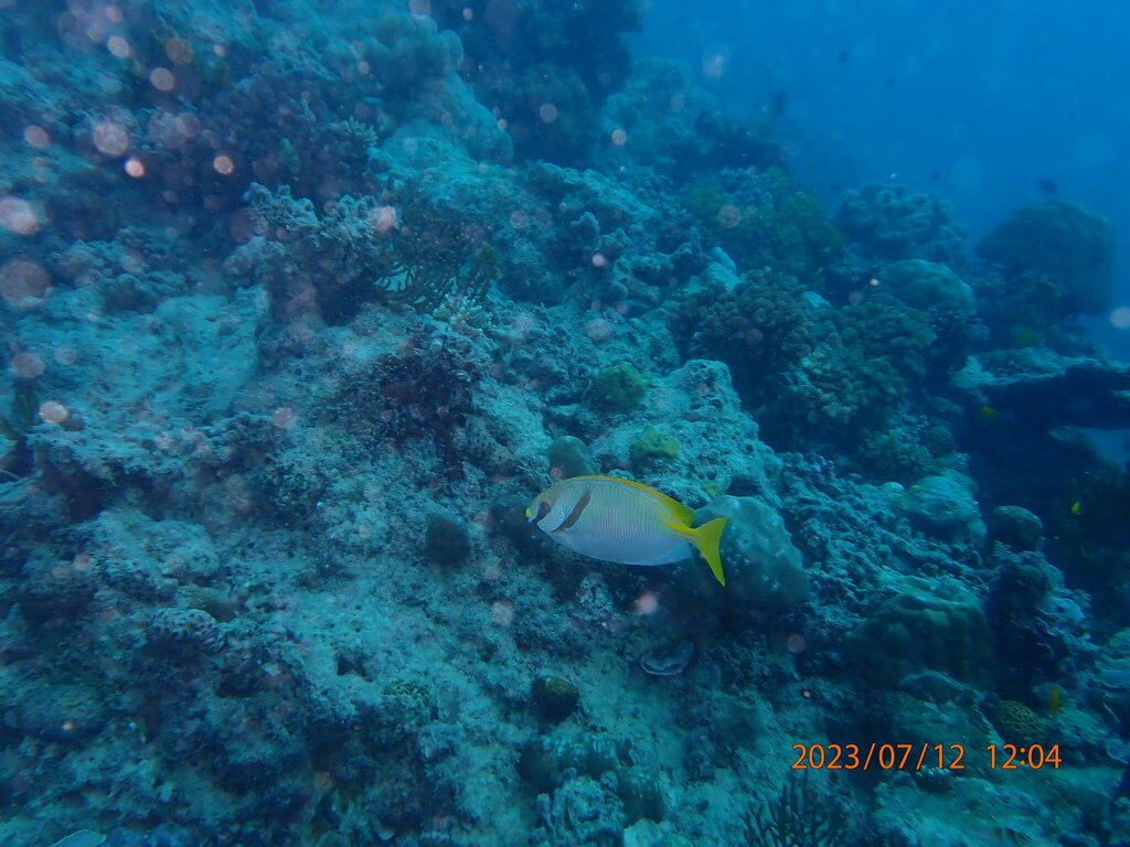 Barred Rabbitfish from Hinchinbrook, QLD, Australia on July 12, 2023 at ...