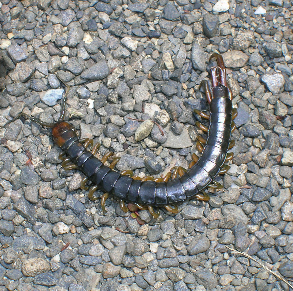 Giant Centipedes from Totsukawa, Japan on May 18, 2015 by KL Burke ...