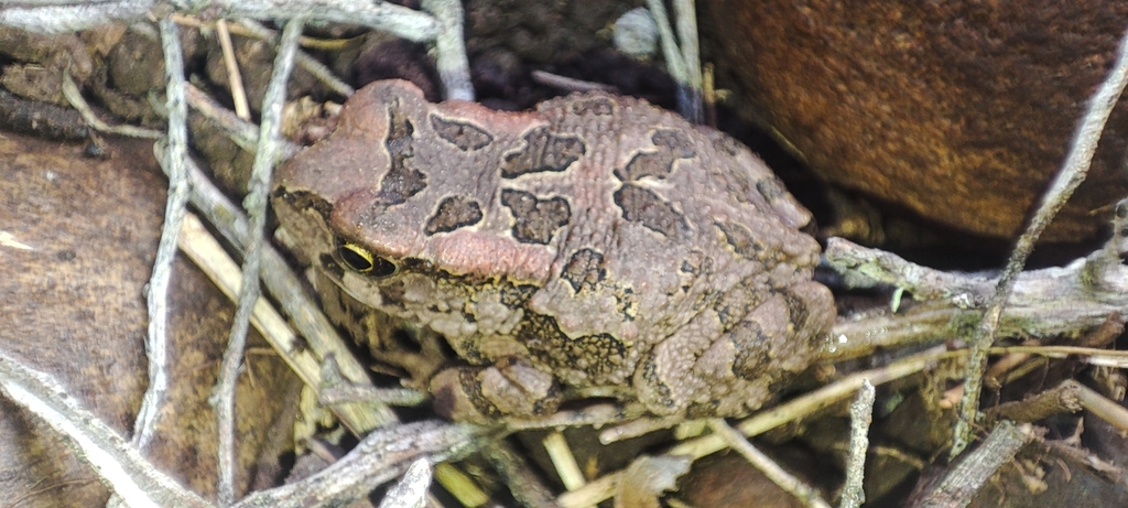 Raucous Toad from Mossel Bay Local Municipality, South Africa on July ...
