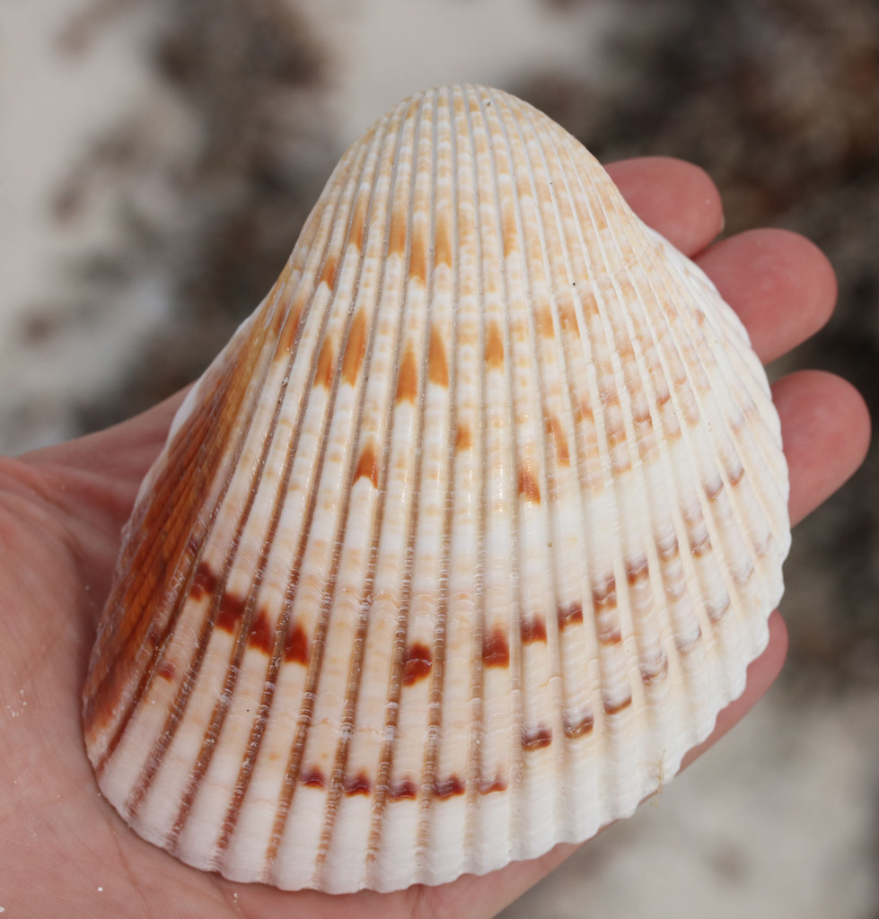 Giant Atlantic Cockle from Tizimín Municipality, Yucatan, Mexico on ...