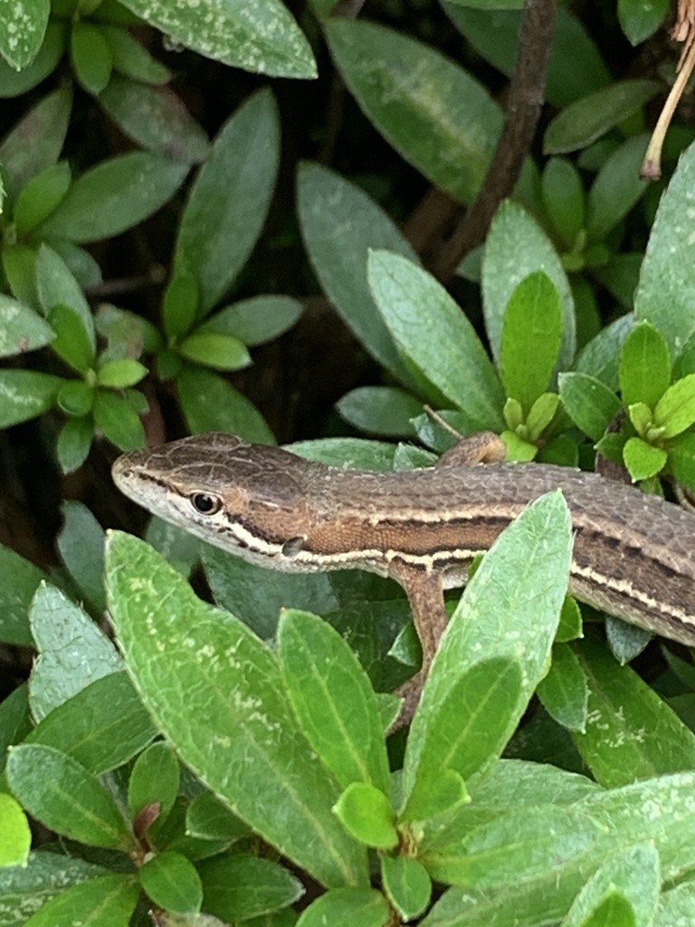 Japanese Grass Lizard from Ai Chikyuhaku Kinen Park, Nagakute, Aichi ...