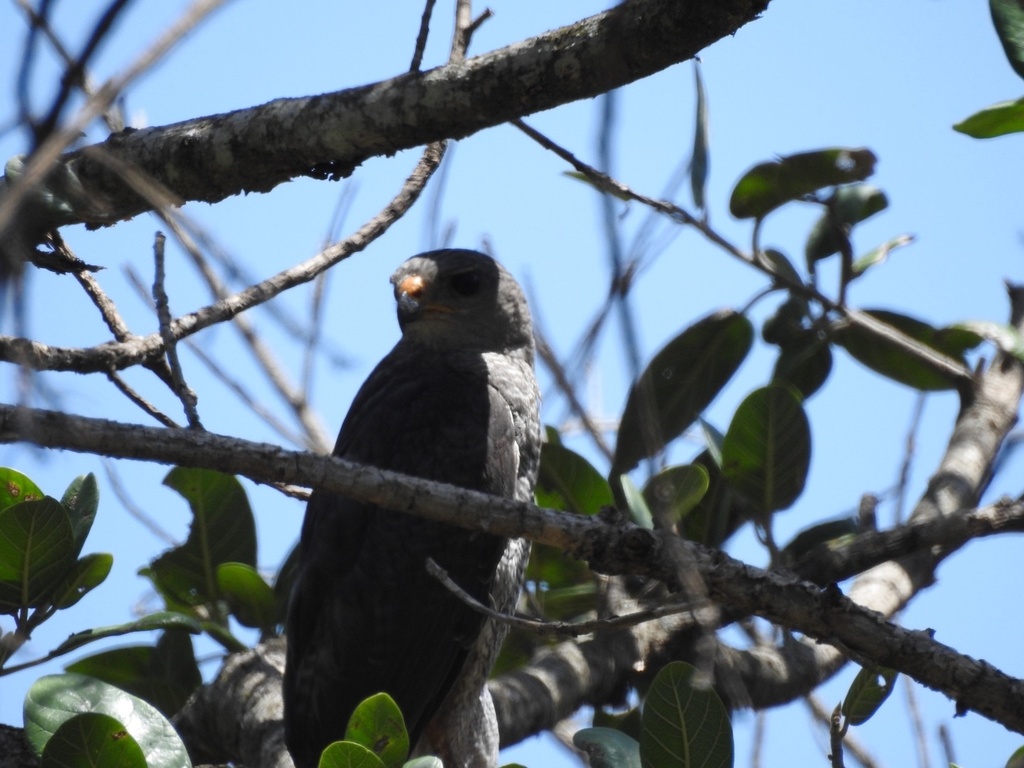 Gray Hawk from Reserva de la Biósfera El Cielo, Ocampo, Tamaulipas, MX ...