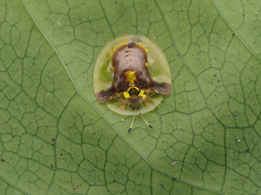 Aspidimorpha dorsata from 6JFG+3WM, Dadadahalli, Karnataka 570008 ...