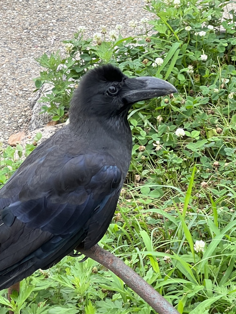 Japanese Crow from Osaka Castle Park, Chuo, Osaka, Osaka, JP on July 14 ...