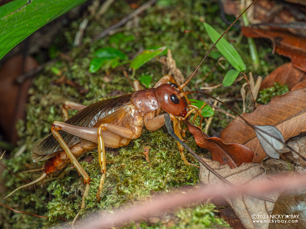Borneo giant cricket from Lorong Kota Padawan 10a, 94200 Kuching ...