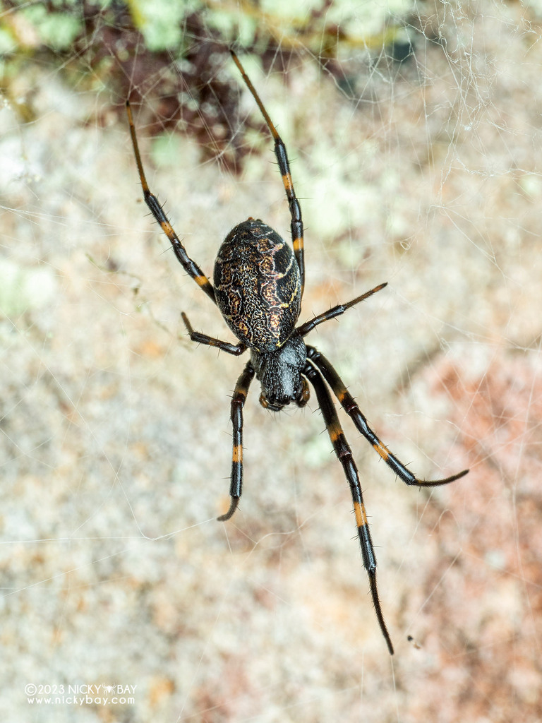 Asian Hermit Spider from Lorong Kota Padawan 10a, 94200 Kuching ...