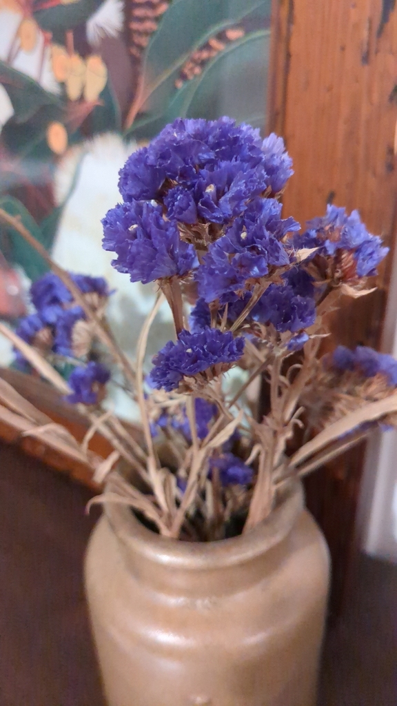 Blue statice from Stones Corner QLD 4120, Australia on July 13, 2023 at ...