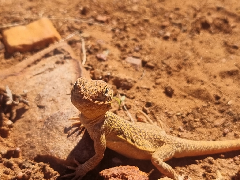 Central Netted Dragon from Petermann NT 0872, Australia on July 14 ...