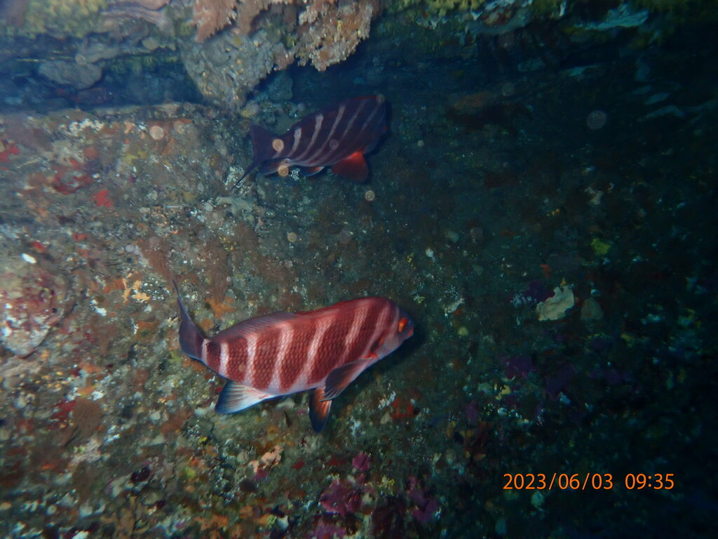 Banded Morwong from Waterfall Bay Track, Eaglehawk Neck TAS 7179 ...