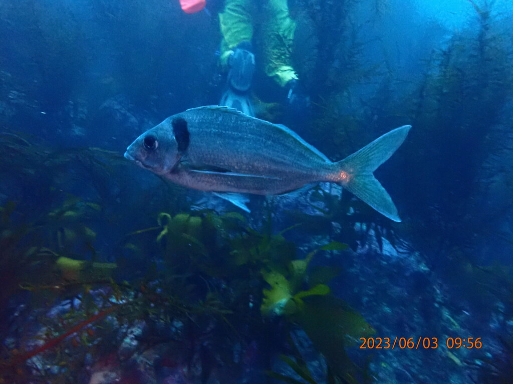 Tarakihi from Waterfall Bay Track, Eaglehawk Neck TAS 7179, Australia ...