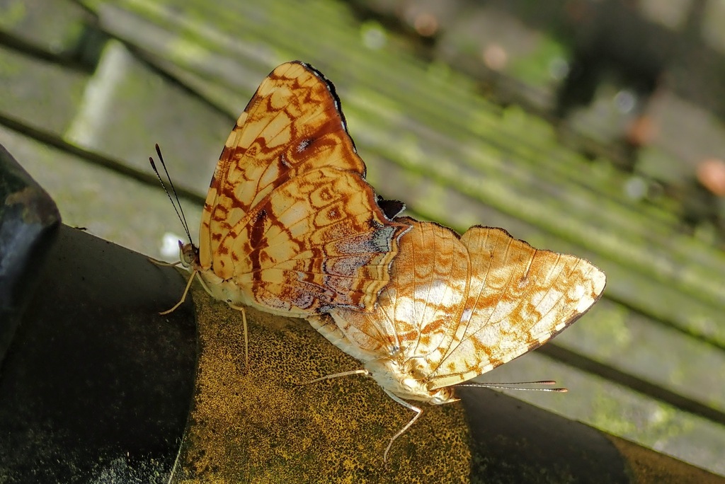 Common Jester in July 2023 by Siupoon Kwan · iNaturalist