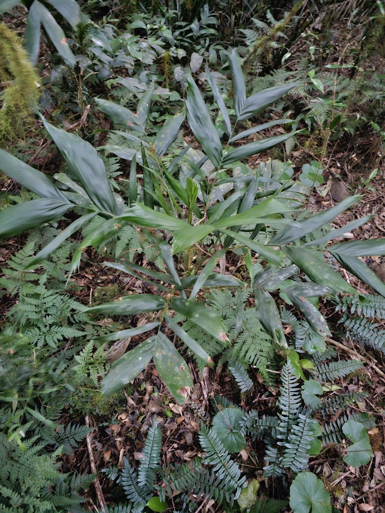Walking stick palm from Limpinwood NSW 2484, Australia on July 13, 2023 at 05:04 PM by Luis ...