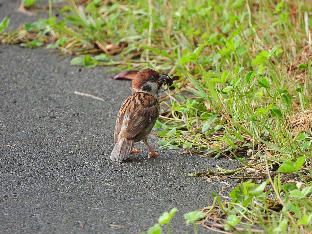 Passer montanus saturatus from Moriyama, Shiga, Japão on July 14, 2023 ...