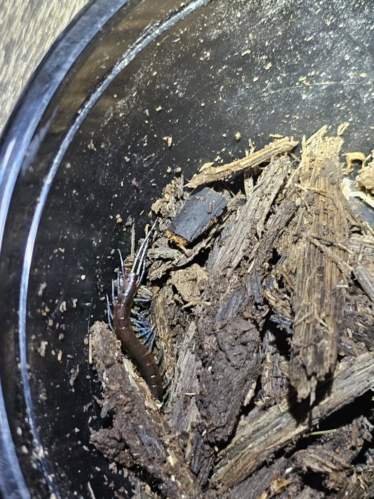 Rhysida nuda from Whitfield QLD 4870, Australia on July 10, 2023 at 11: ...