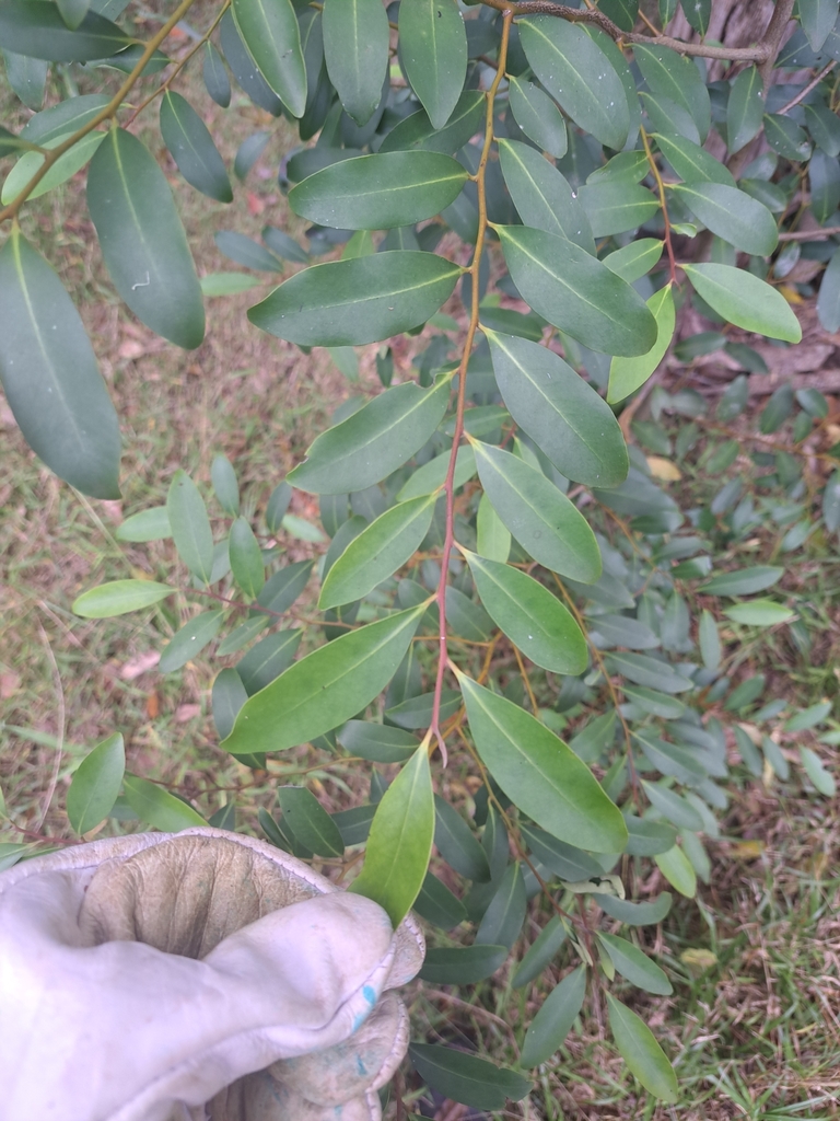 Yellow Persimmon from Lismore - Pt A, AU-NS, AU on July 14, 2023 at 02: ...