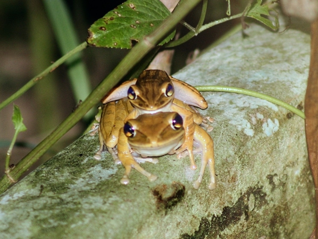 Common Southeast Asian Tree Frog from Zakimi River Walk Park on July 9 ...