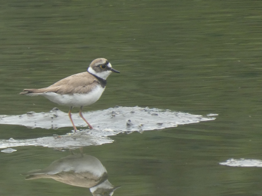 Little Ringed Plover from Rinkaicho, Edogawa City, Tokyo 134-0086 ...