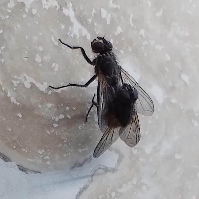 Common House Fly from 05-520 Gassy, Polska on July 14, 2023 at 02:40 PM ...