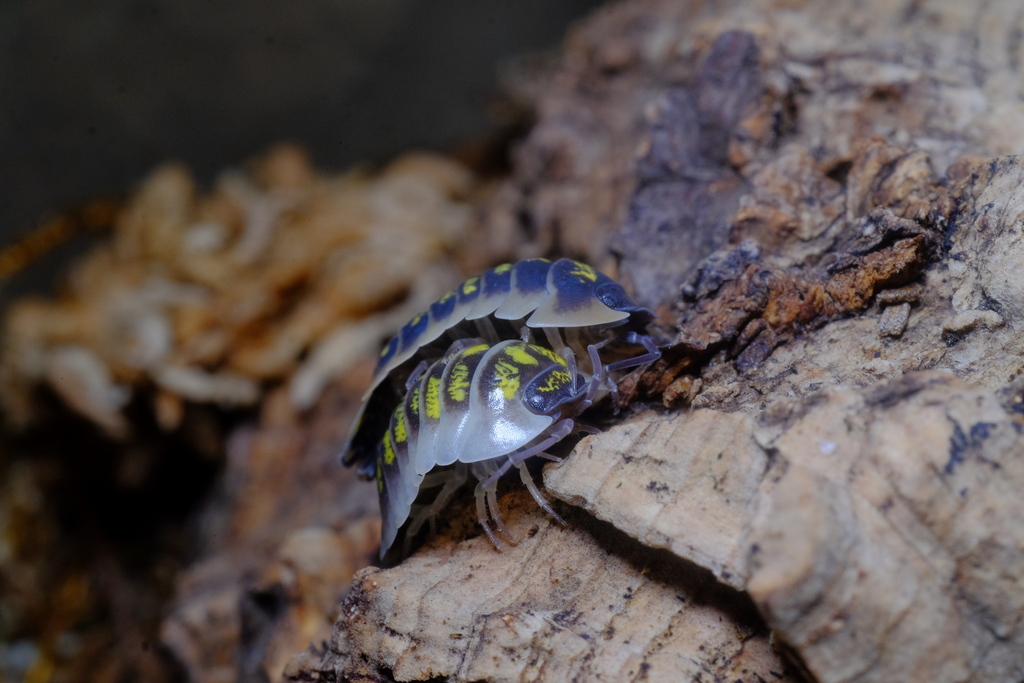 Ruffo's Pill Woodlouse from Provincia di Verona, Italia on July 4, 2023 ...