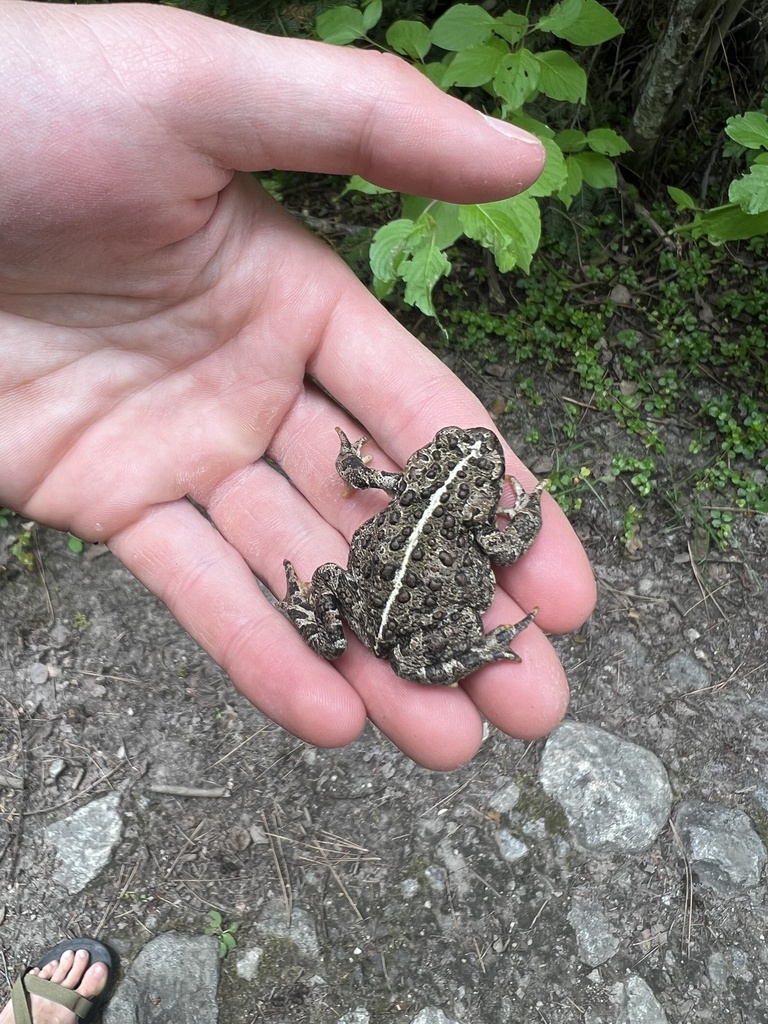 Western Toad from Bitterroot National Forest, Hamilton, MT, US on July ...