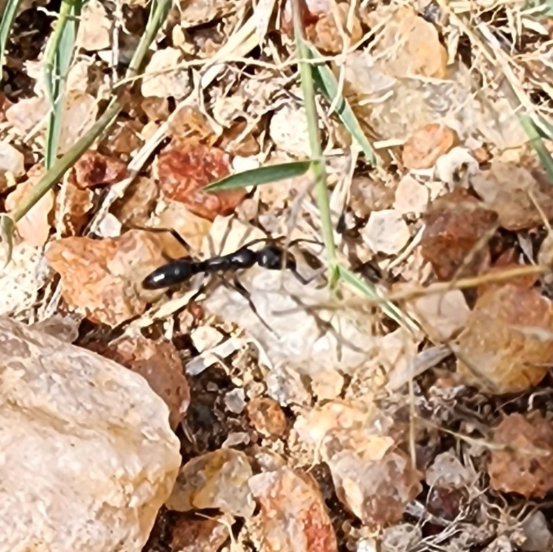 Matebele Ant from Maasai Mara National Reserve on June 28, 2023 at 09: ...