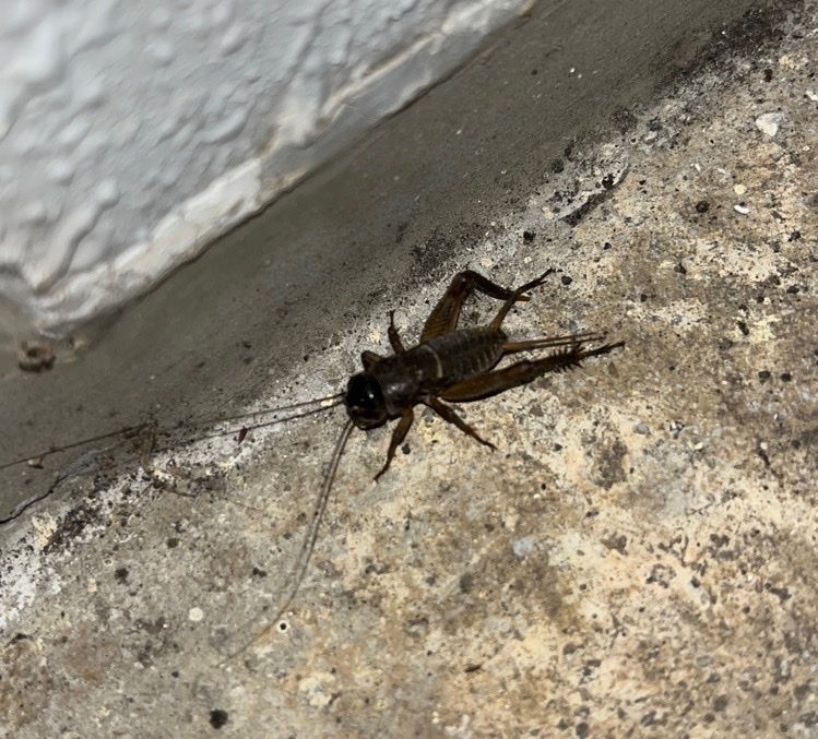 Emma Field Cricket from 五庄平野, 宇治市, 京都府, JP on July 14, 2023 at 11:05 PM ...