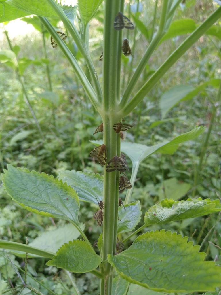 Passionvine hopper from Plane Tree Dr, Adelaide SA 5000, Australia on ...