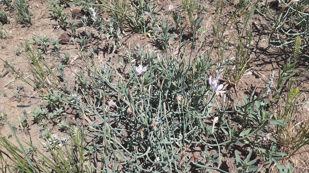 rush skeletonplant from Medicine Hat, AB T1A 7T1, Canada on June 19 ...