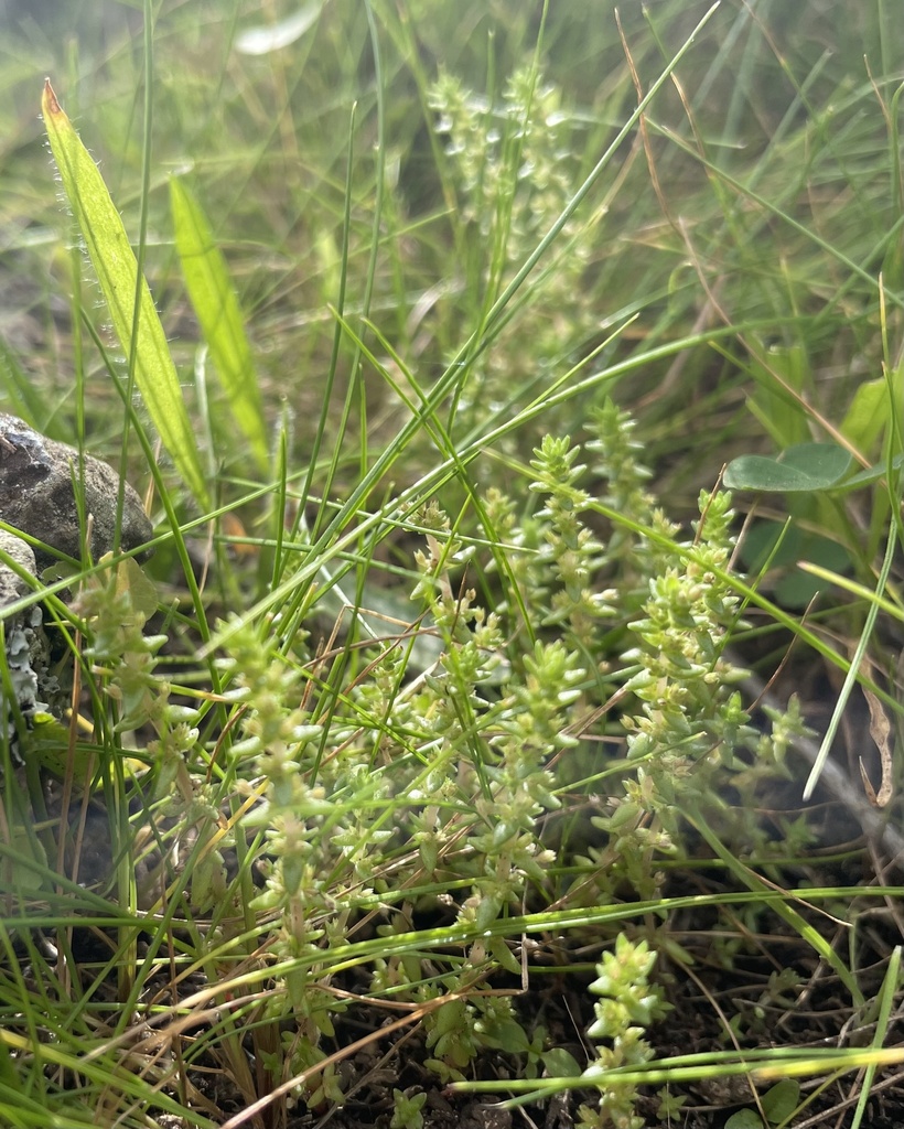 Australian Stonecrop from Kilauea Military Camp and Pohakuloa Training ...