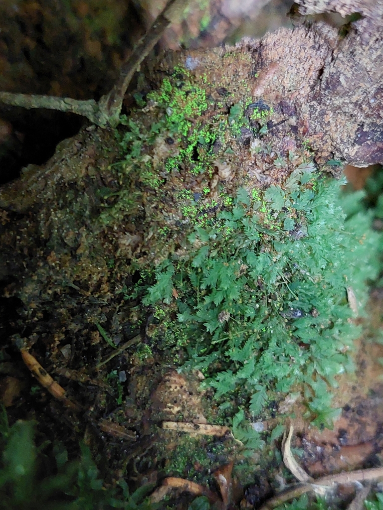 Luminous Moss in July 2023 by Роман Обабко · iNaturalist