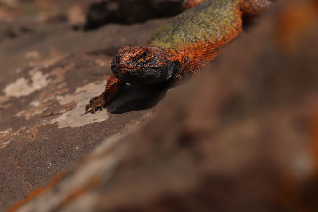 Moroccan Spiny-tailed Lizard in April 2023 by Andoni Ercilbengoa ...