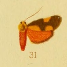 Cisthene cryptopyra (Mariposas da Tribo Lithosiini ocorrentes no estado ...