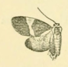 Cisthene fasciata (Mariposas da Tribo Lithosiini ocorrentes no estado ...