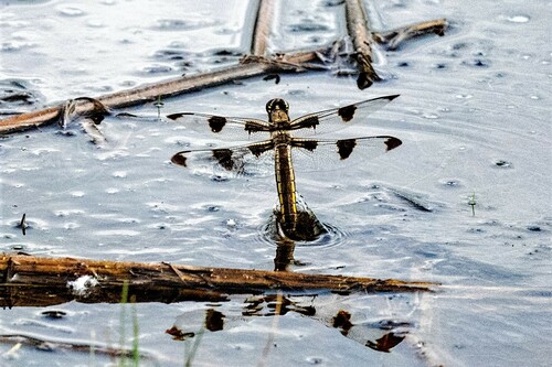 Photo 300133369, (c) Steve Kruse, all rights reserved, uploaded by ...