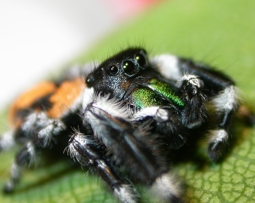Bold Jumping Spider from Gilchrist County on March 11, 2006 at 04:22 PM ...
