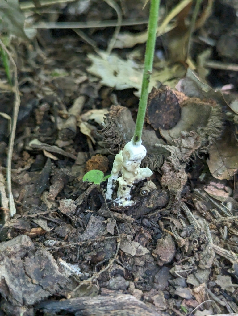 enveloping crust from Nemaha, NE, USA on July 14, 2023 at 09:46 AM by ...