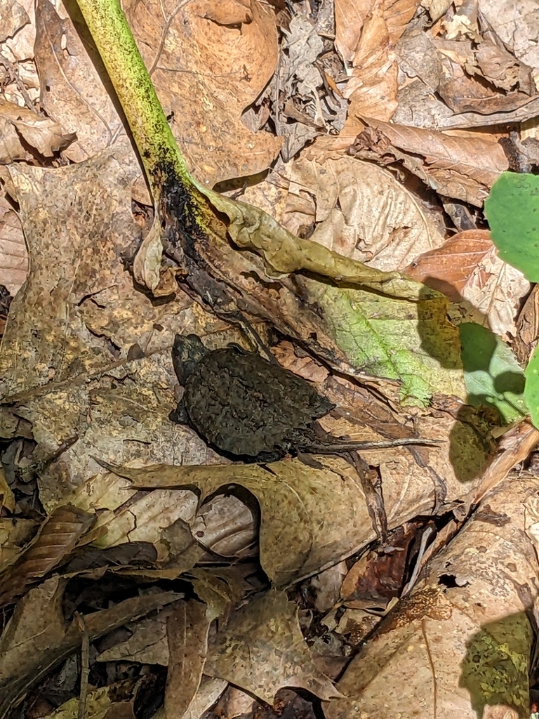Common Snapping Turtle from Union Township, PA, USA on July 14, 2023 at ...