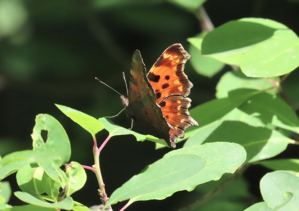 Green Comma from Timiskaming District, ON, Canada on July 14, 2023 at ...