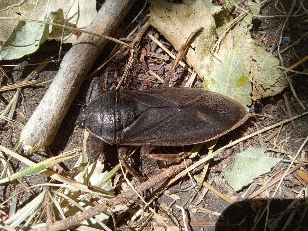 American Giant Water Bug from Farmington, UT, USA on July 14, 2023 at ...