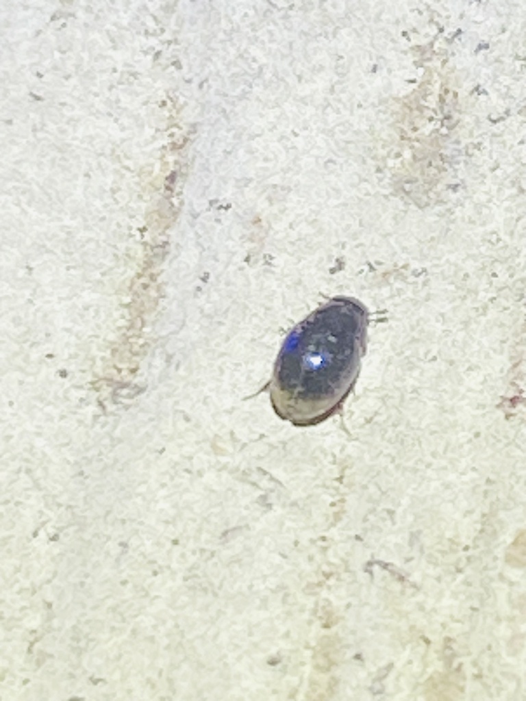 Water Scavenger Beetles from Windsor Park, Austin, TX, USA on July 13 ...