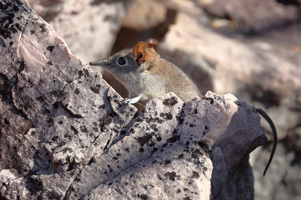 Eastern Rock Sengi from Kruger Park, South Africa on May 21, 2023 by ...