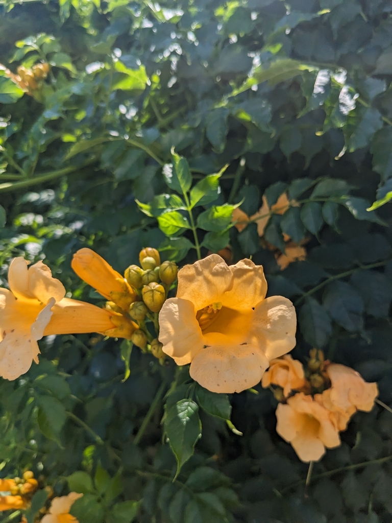 American trumpet vine from Surfside, Eastlake, OH, USA on July 14, 2023 ...