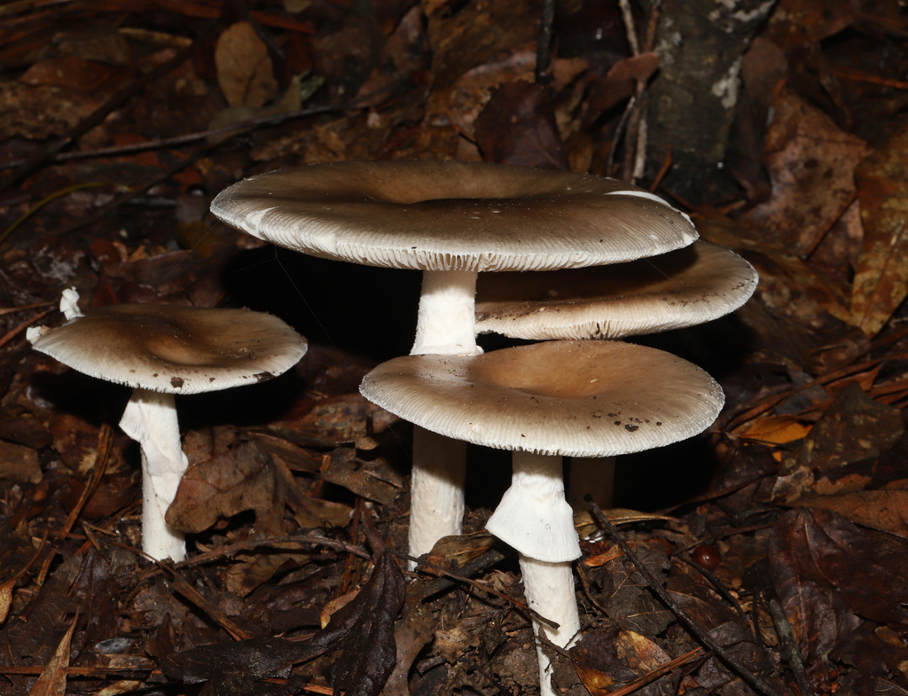 Hated Caesar in July 2023 by Flown Kimmerling. Something close to ...