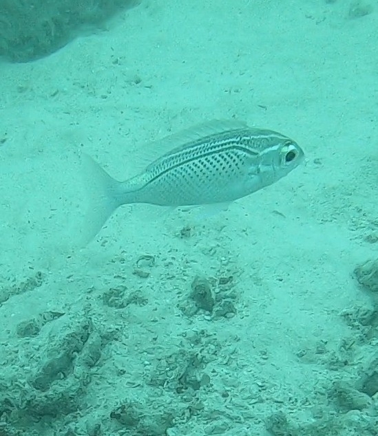 Arabian Monocle Bream from Kilindi, Tanzania on July 4, 2023 at 02:02 ...