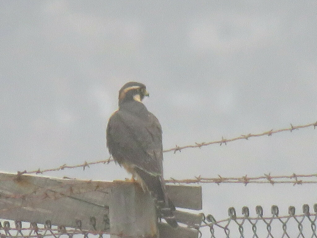 Aplomado Falcon from Cartagena, Valparaíso, Chile on May 20, 2022 at 10 ...