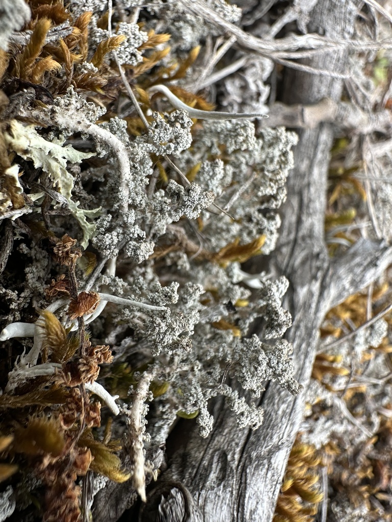 Higher Ascomycetes from Denali National Park & Preserve, Denali Park ...