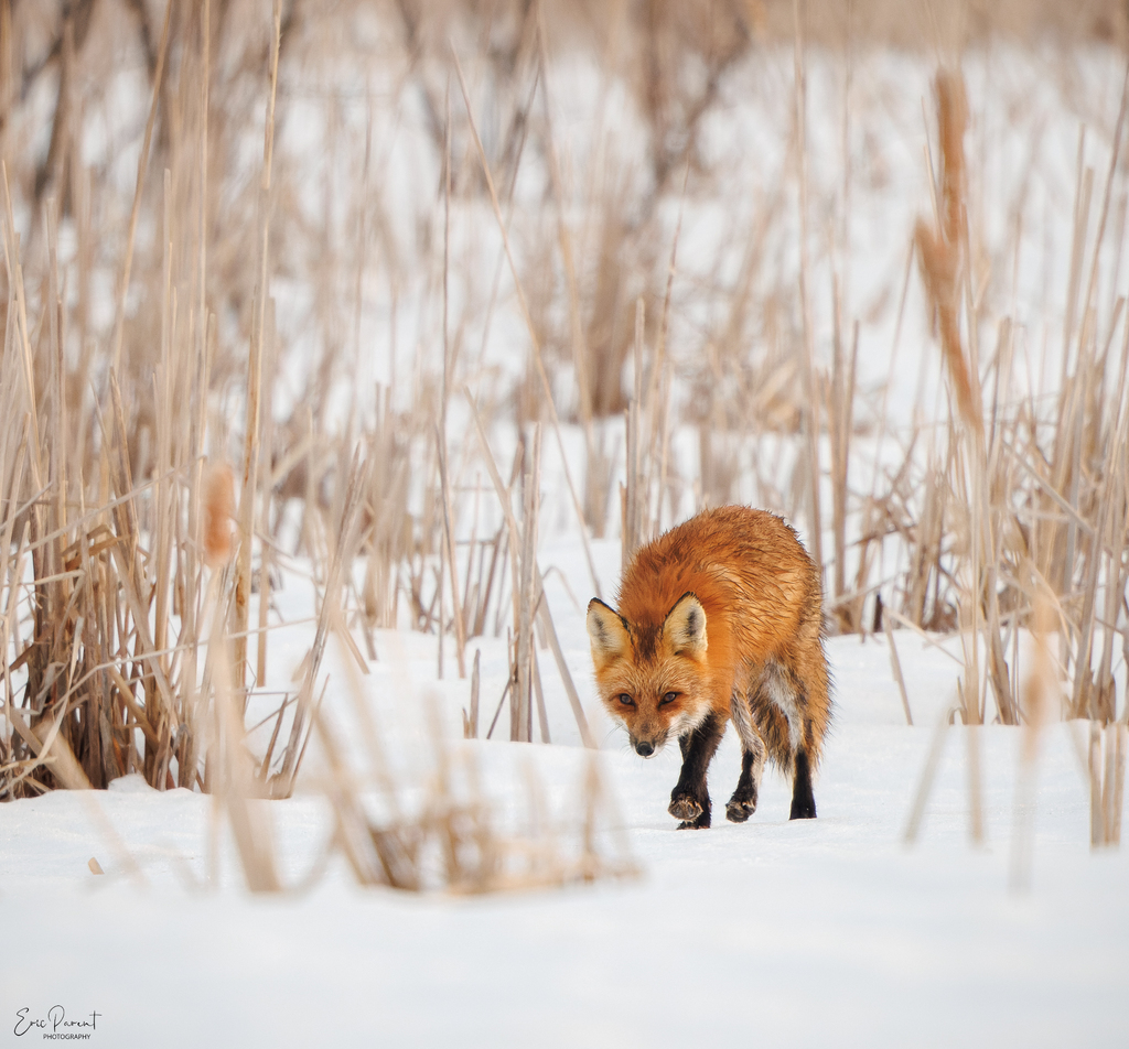 Red Fox from Neuville, QC, Canada on April 11, 2023 at 05:32 AM by Eric ...