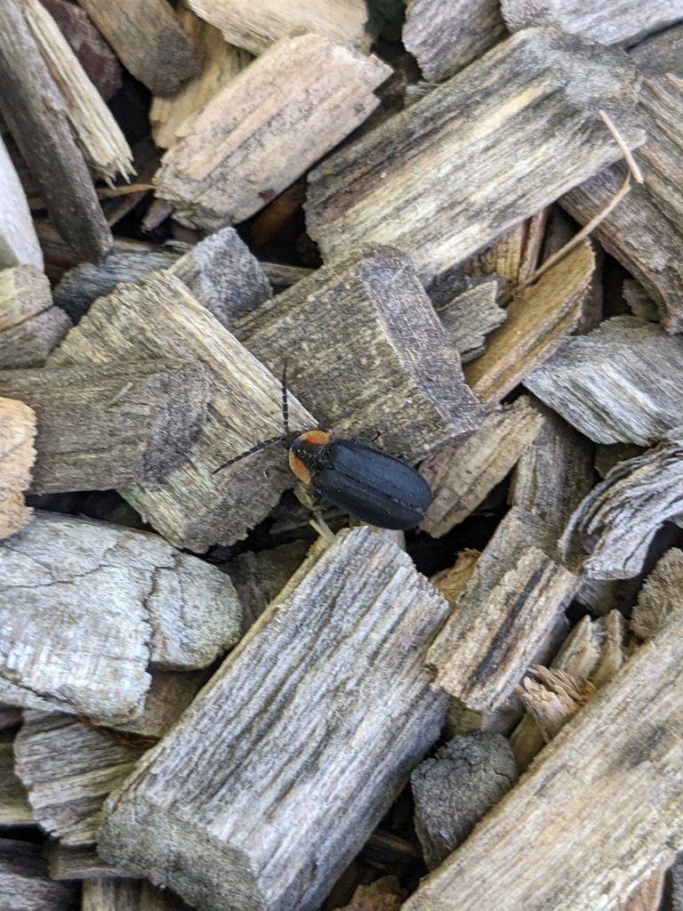 Black Firefly from Stewart Park, Ithaca, NY 14850, USA on July 14, 2023 ...