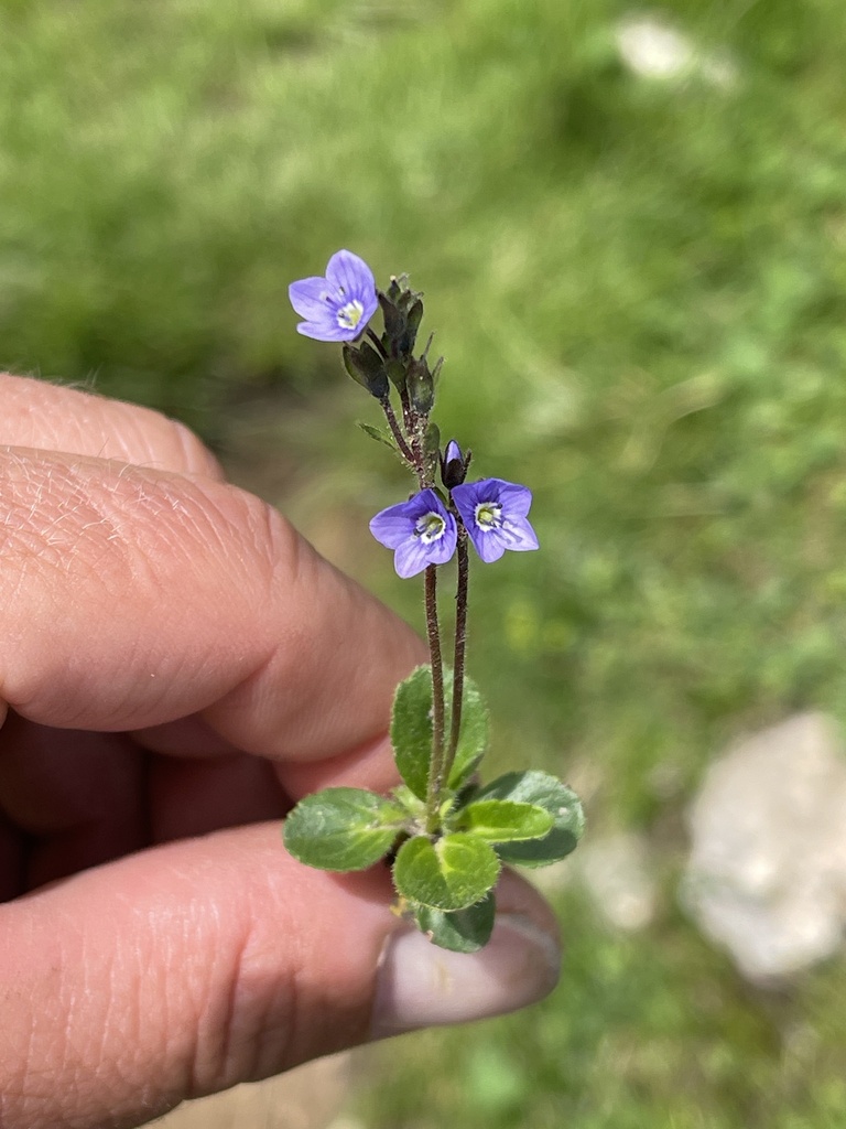 Leafless-stemmed Speedwell from Aich, Steiermark, AT on July 14, 2023 ...
